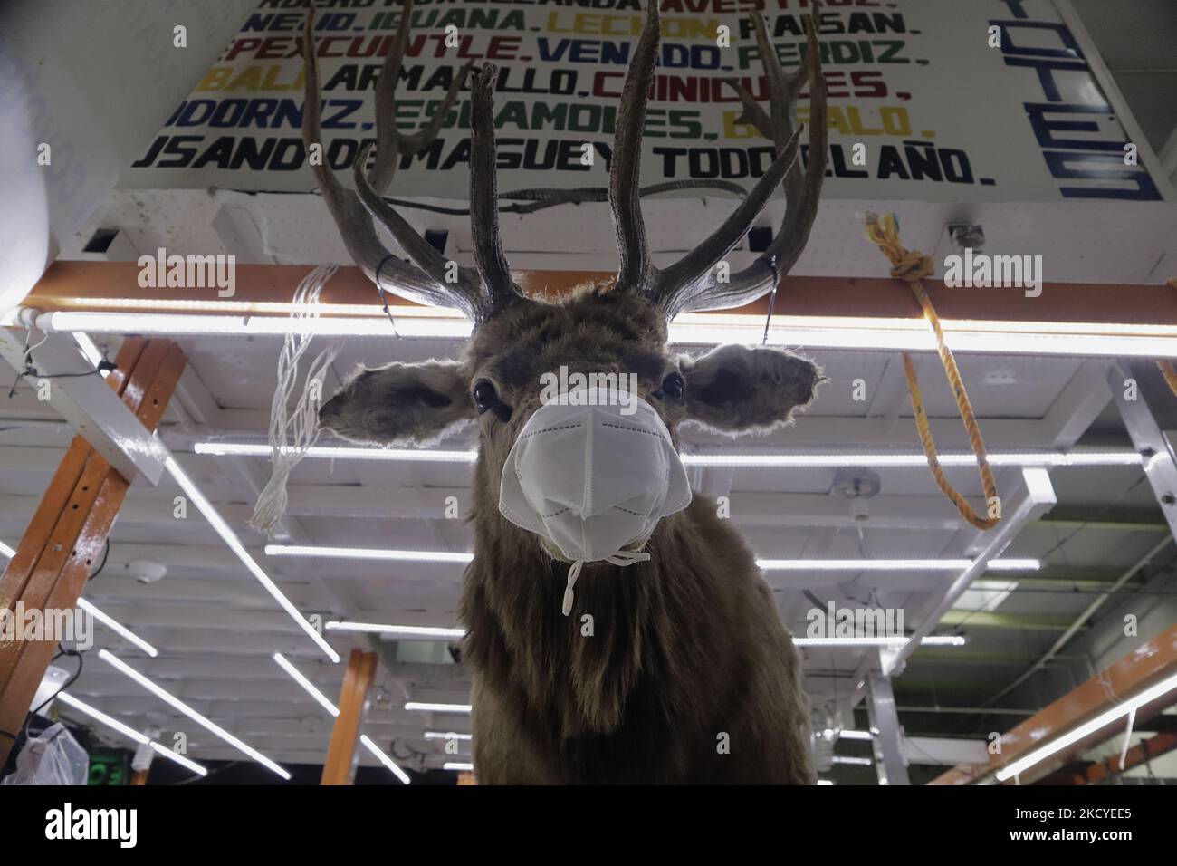 A stuffed reindeer with a mouthpiece inside the San Juan Pugibet Market ...