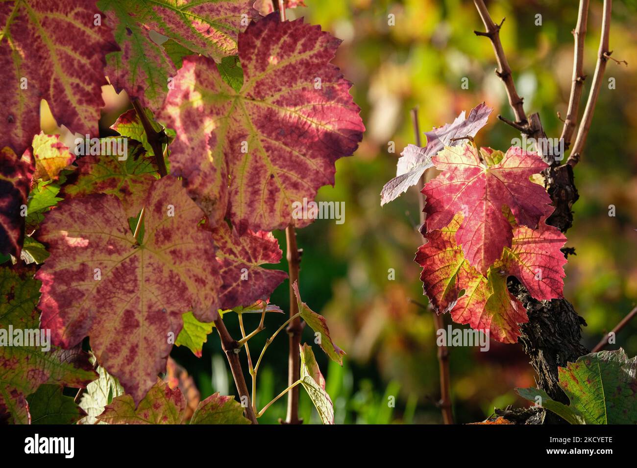 France, Quincie in Beaujolais, 2022-10-30. Vine stocks with autumn ...