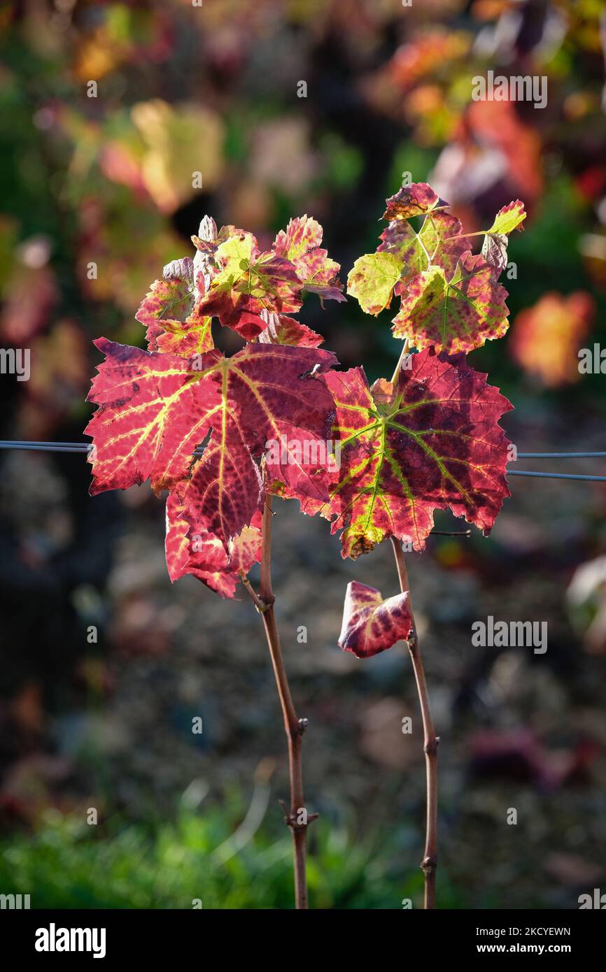 France, Quincie in Beaujolais, 2022-10-30. Vine stocks with autumn ...