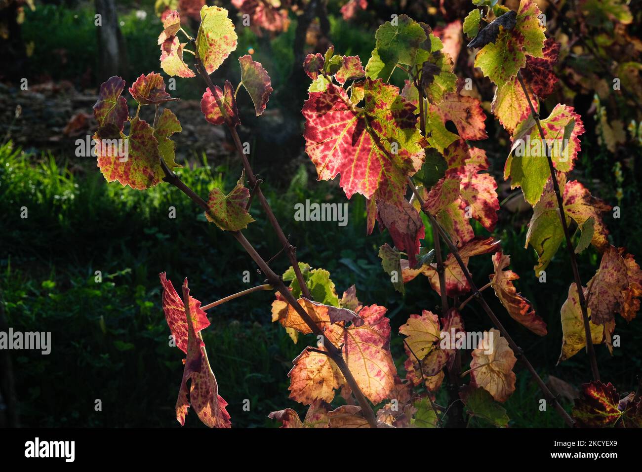 France, Quincie in Beaujolais, 2022-10-30. Vine stocks with autumn ...