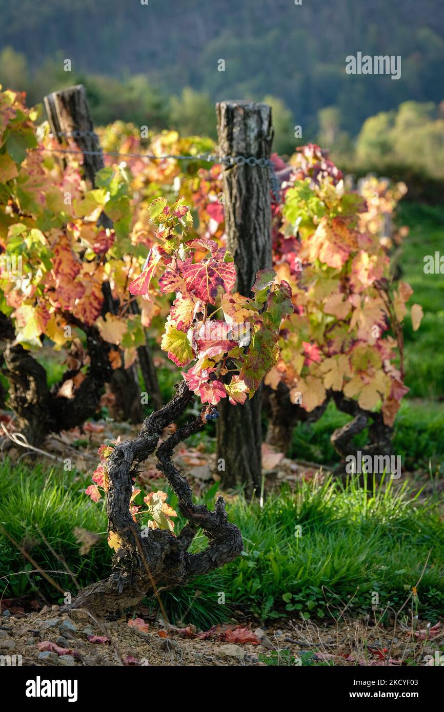 France, Quincie in Beaujolais, 2022-10-30. Vine stocks with autumn ...