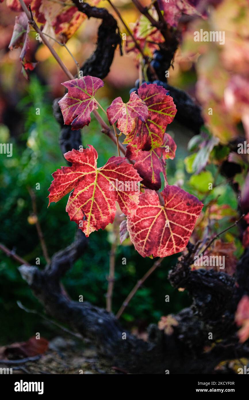 France, Quincie in Beaujolais, 2022-10-30. Vine stocks with autumn ...