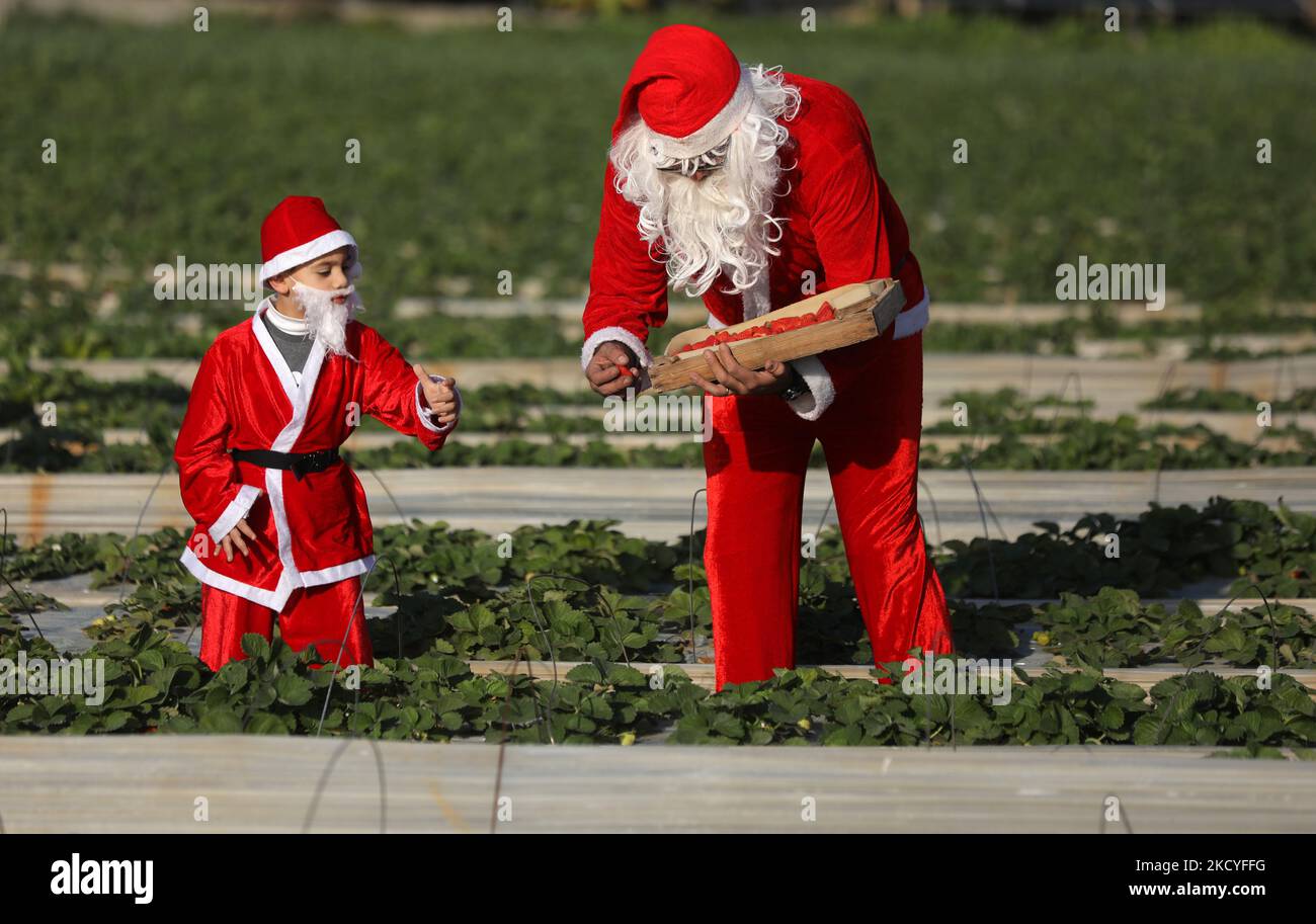 A Palestinian dressed as Santa Claus with his child pick strawberries ...