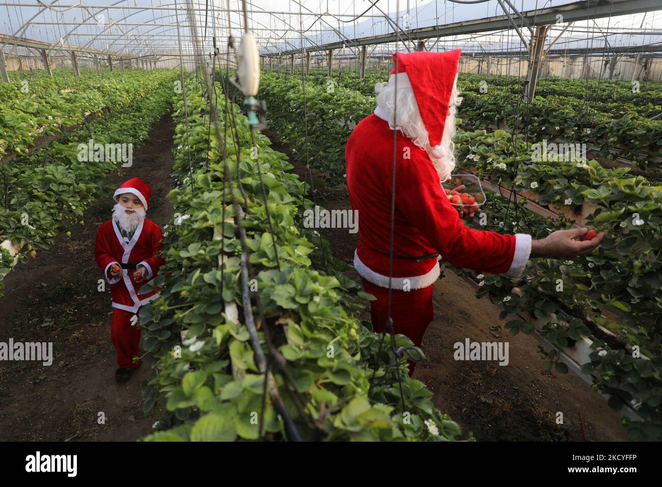 A Palestinian dressed as Santa Claus with his child pick strawberries ...