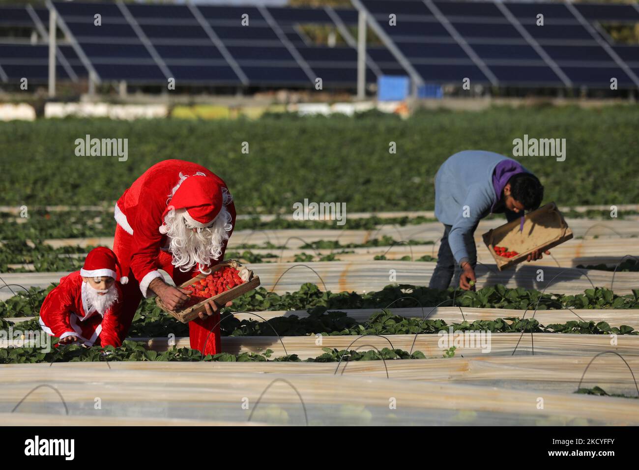 A Palestinian dressed as Santa Claus with his child pick strawberries ...