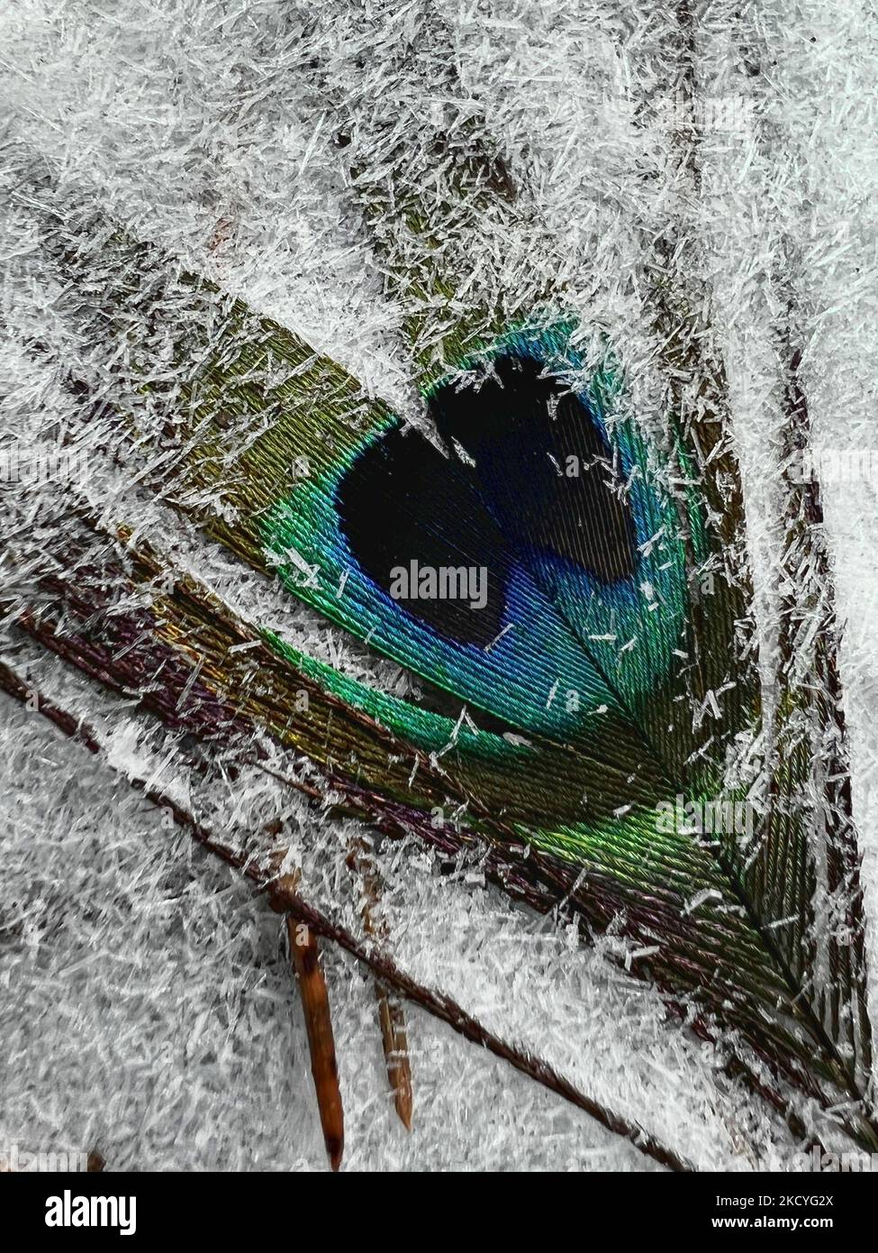 The wintery peacock hi-res stock photography and images - Alamy
