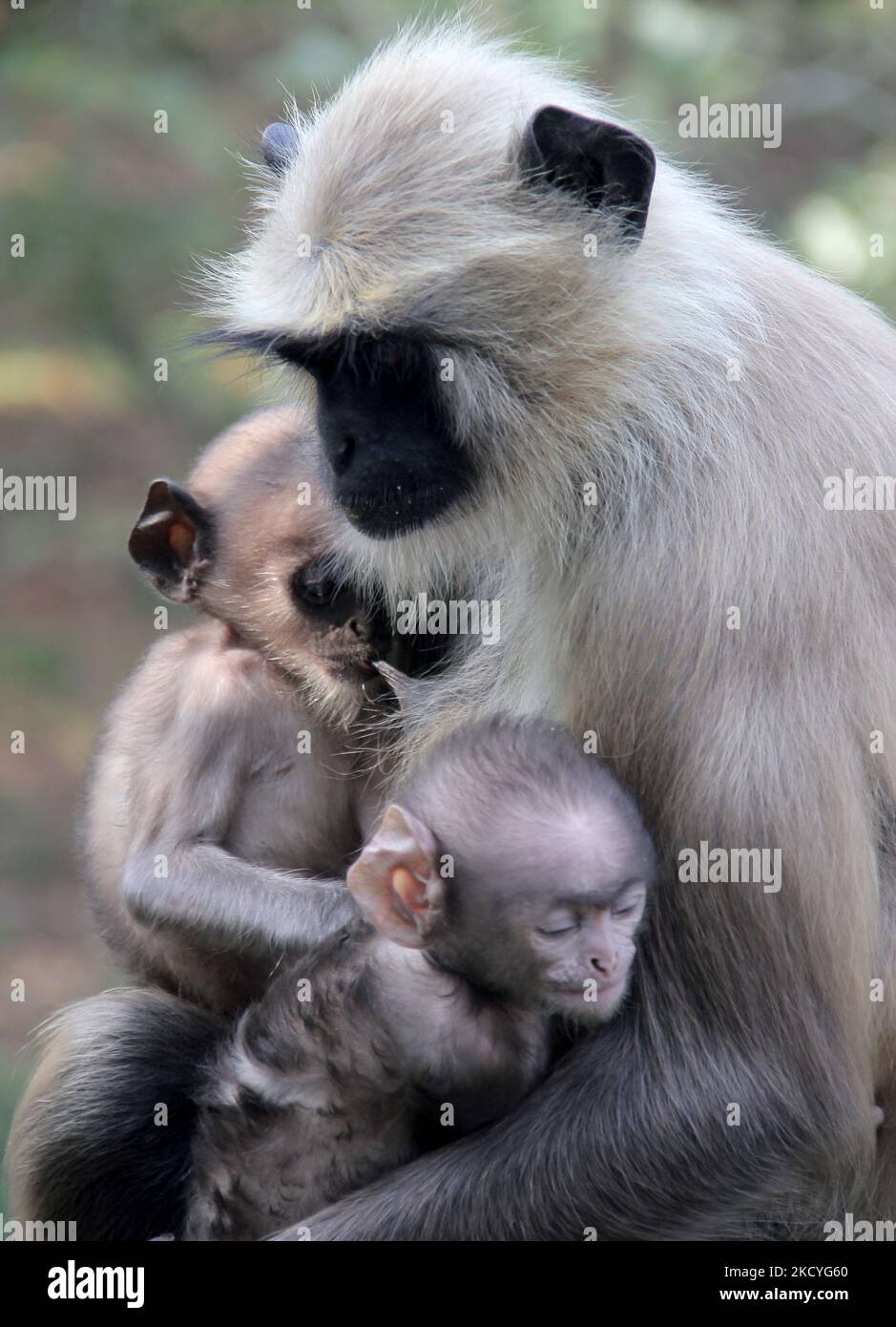 New born monkey hi-res stock photography and images - Alamy