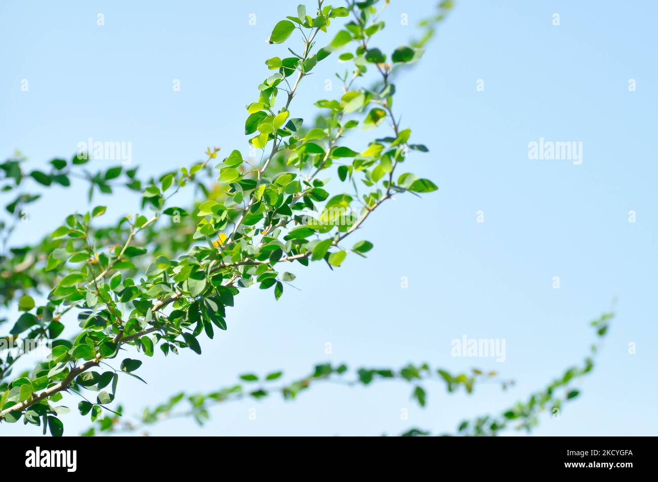 Pithecellobium hi-res stock photography and images - Alamy