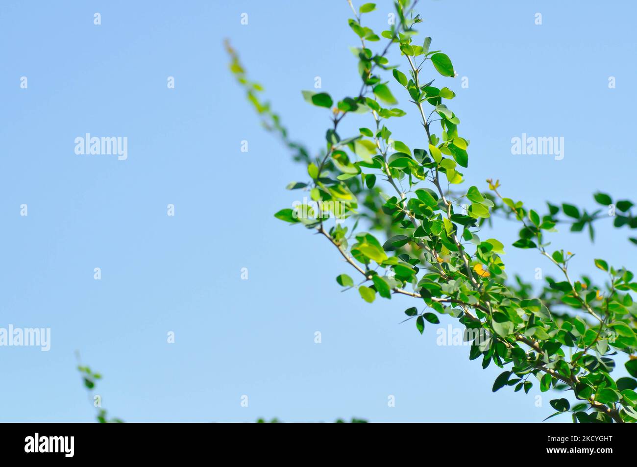 Pithecellobium hi-res stock photography and images - Alamy