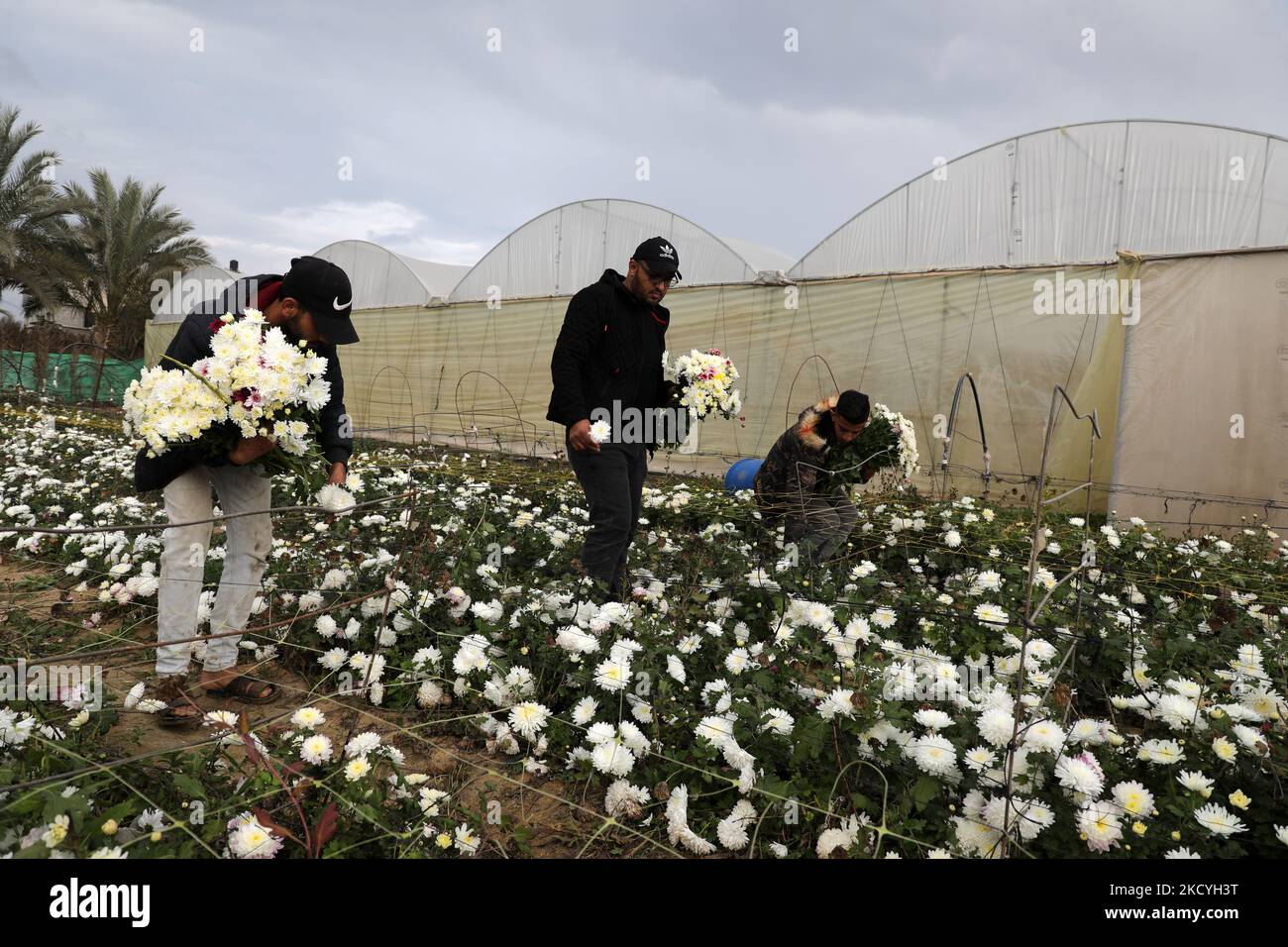 Palestinian farmers harvest roses hi-res stock photography and images ...