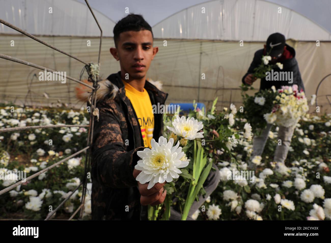 Palestinian farmers harvest roses hi-res stock photography and images ...