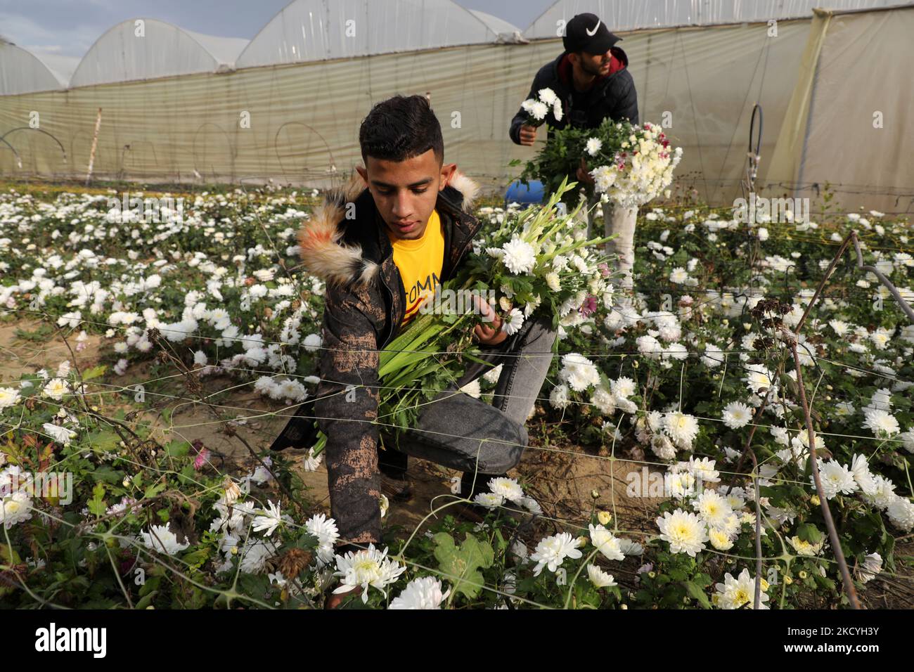 Palestinian farmers harvest roses hi-res stock photography and images ...
