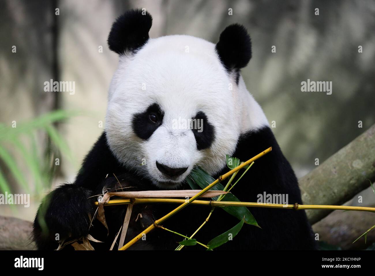 Giant panda Jia Jia eats a bamboo inside the exhibit next to a glass ...