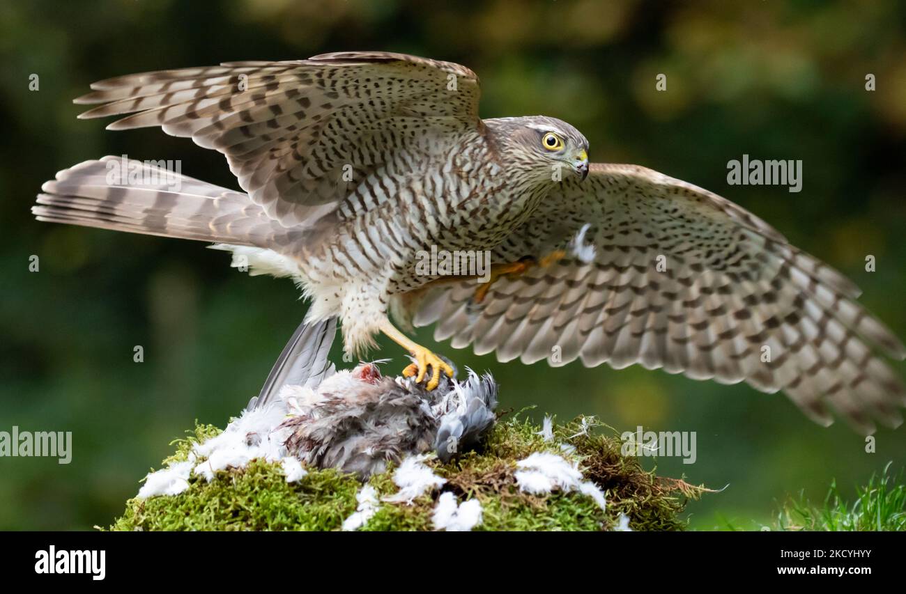 A Female Sparrow Hawk eating a pigeon shortly after catching it. Esh ...