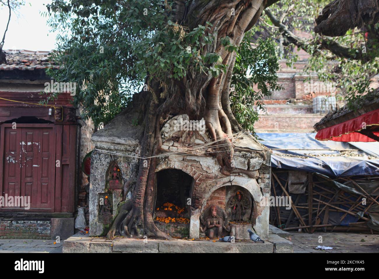 Large tree growing over a small ancient temple at the Hanuman Dhoka in ...