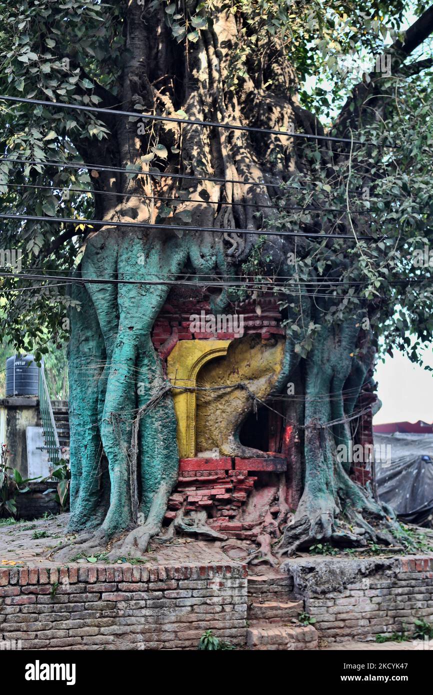 Nepal kathmandu asia old tree hi-res stock photography and images - Alamy