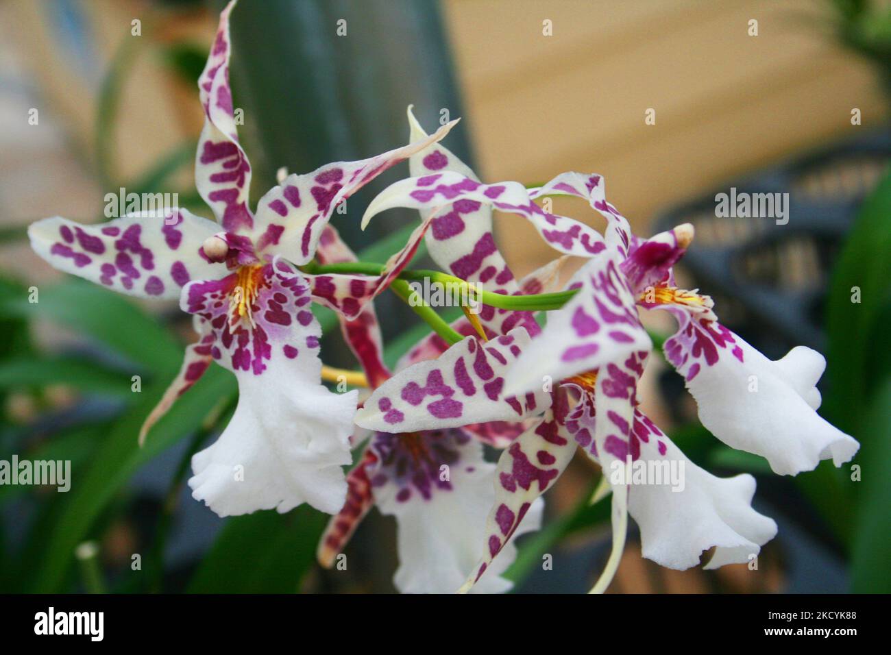 Exotic orchids on display at the Akatsuka Orchid Gardens on the Big ...