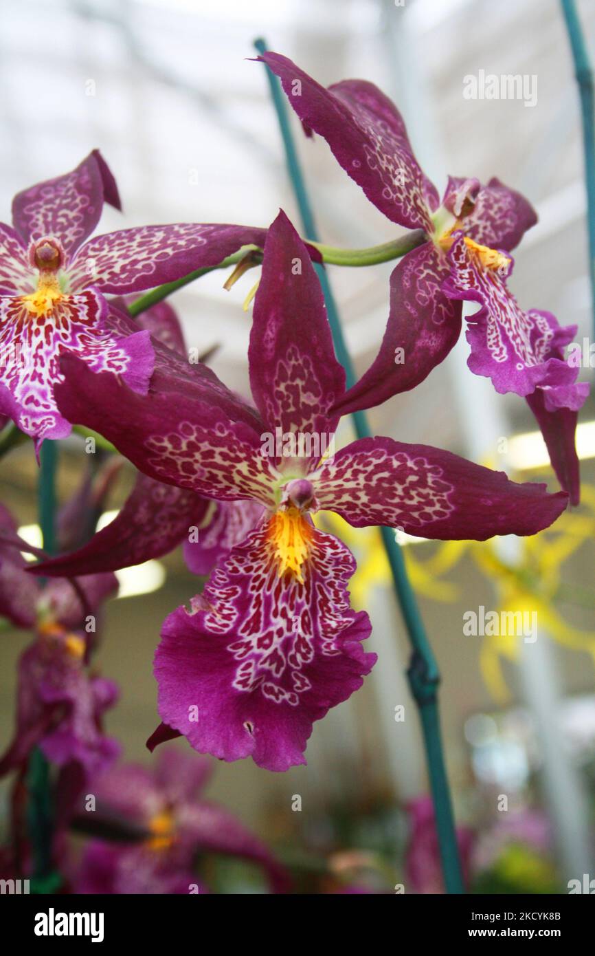 Exotic orchids on display at the Akatsuka Orchid Gardens on the Big ...