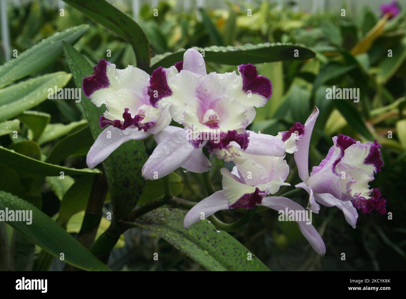Exotic orchids on display at the Akatsuka Orchid Gardens on the Big ...