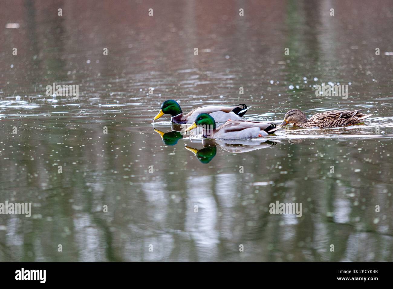 Male and female mallard ducks are seen in the early morning hours at ...