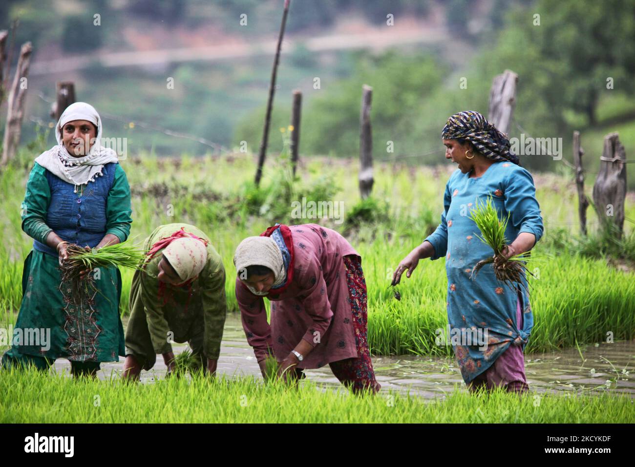 Kashmiri women planting rice saplings in a rice field in Kangan ...