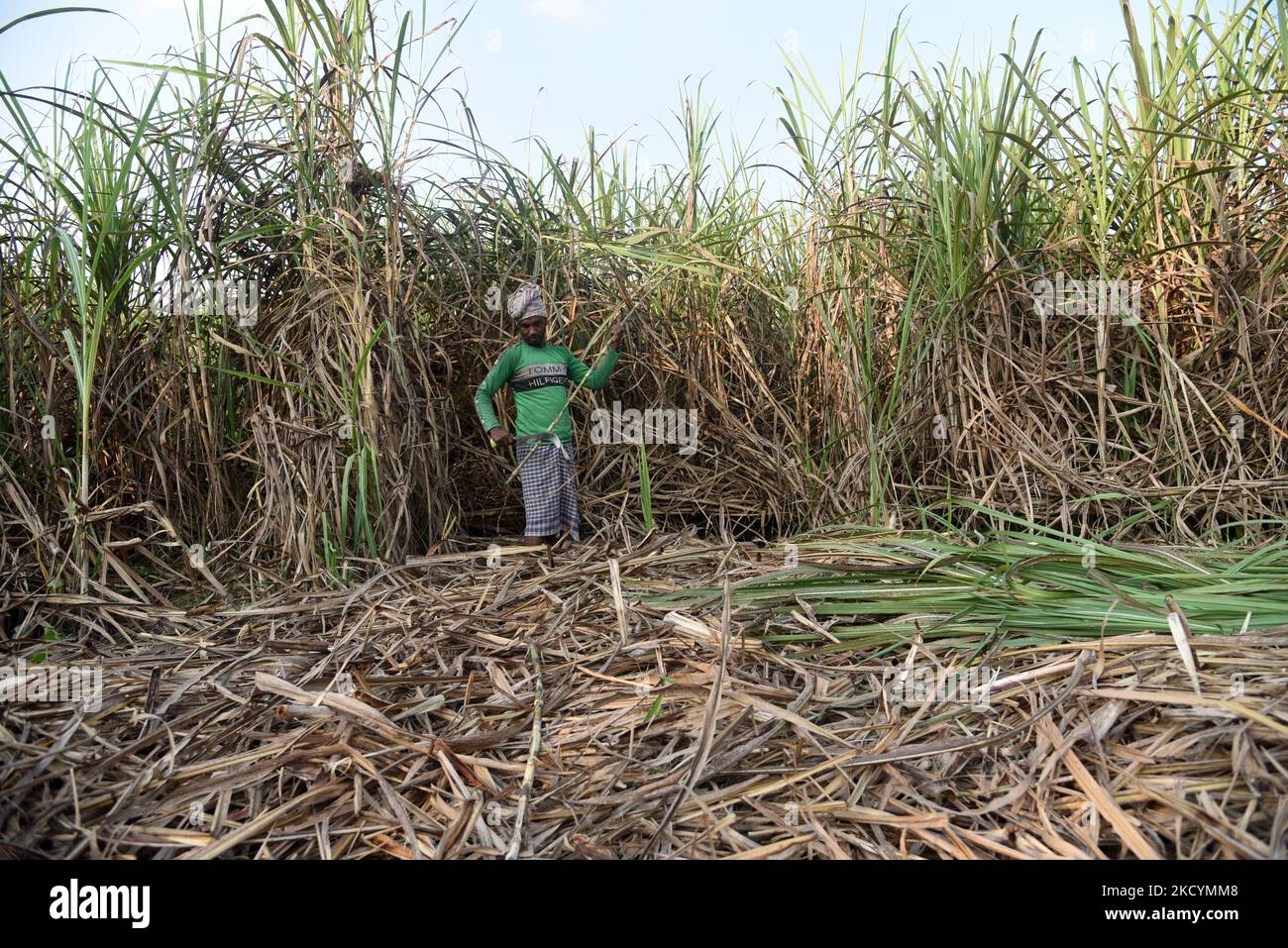 Indian jaggery production hi-res stock photography and images - Alamy