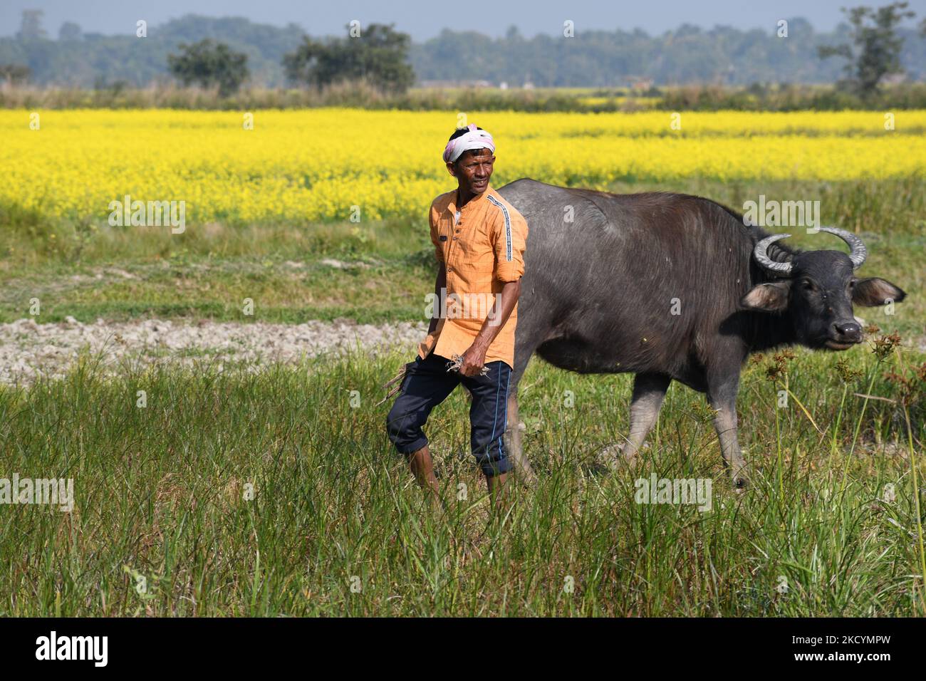 A man with his buffalo near a mustard field at Mayong village in ...