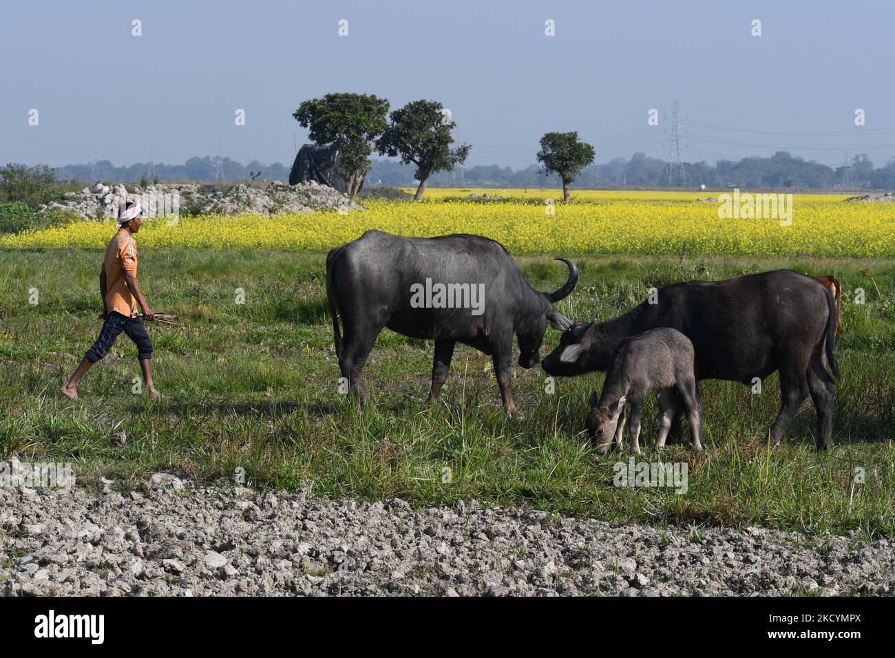 A man with his buffalo near a mustard field at Mayong village in ...