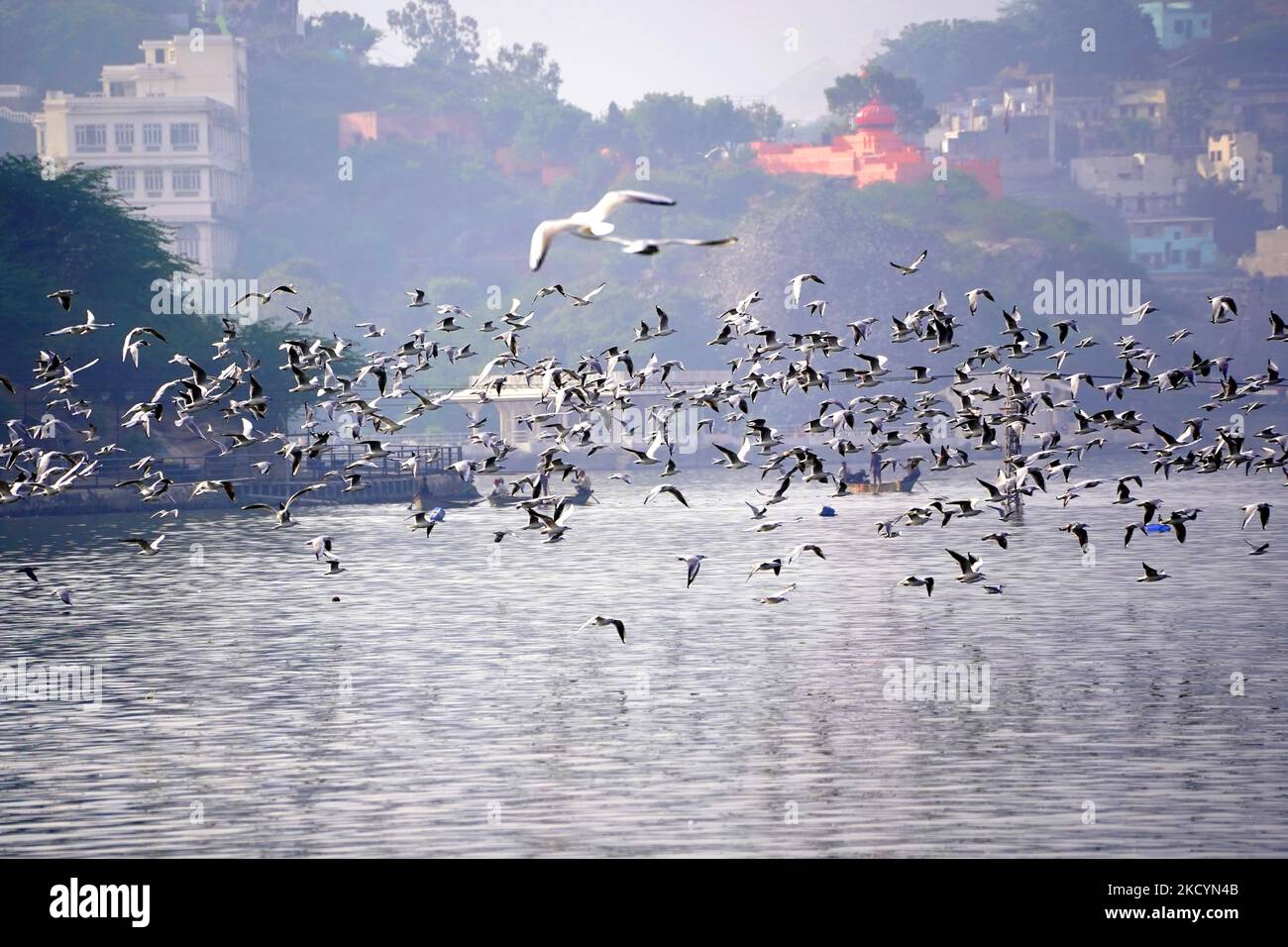 A Large Group of seagulls fly over the Anasagar Lake in Ajmer ...