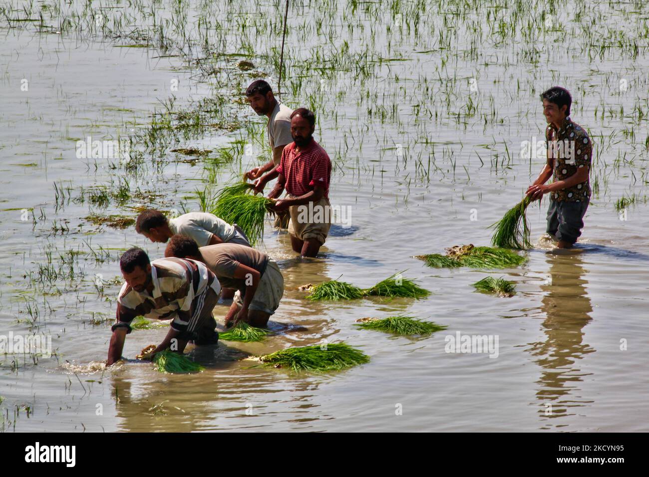 Men planting rice saplings in a rice field in Kashmir, India, on June ...