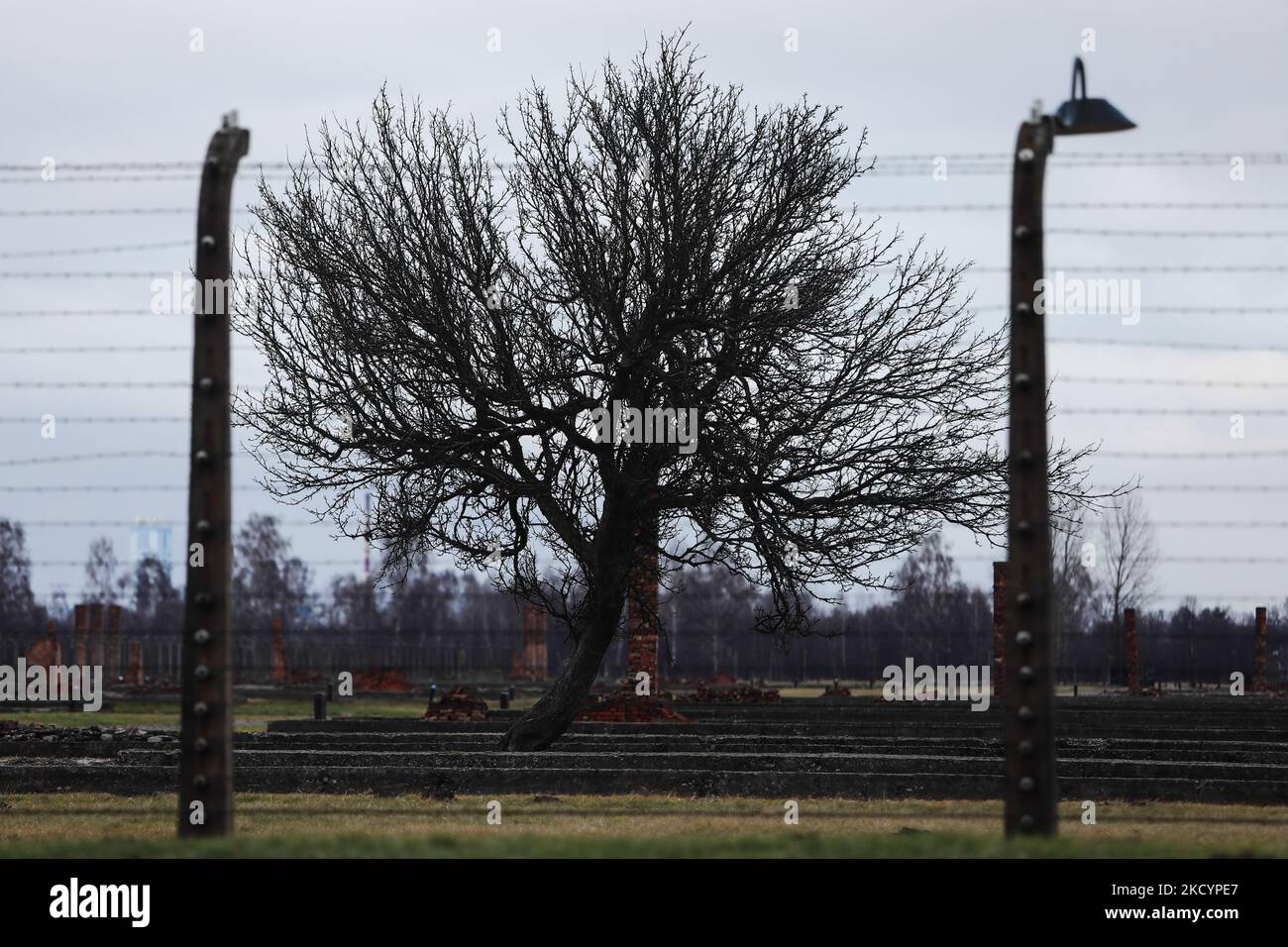 A tree is seen at the former Nazi German concentration camp Auschwitz ...