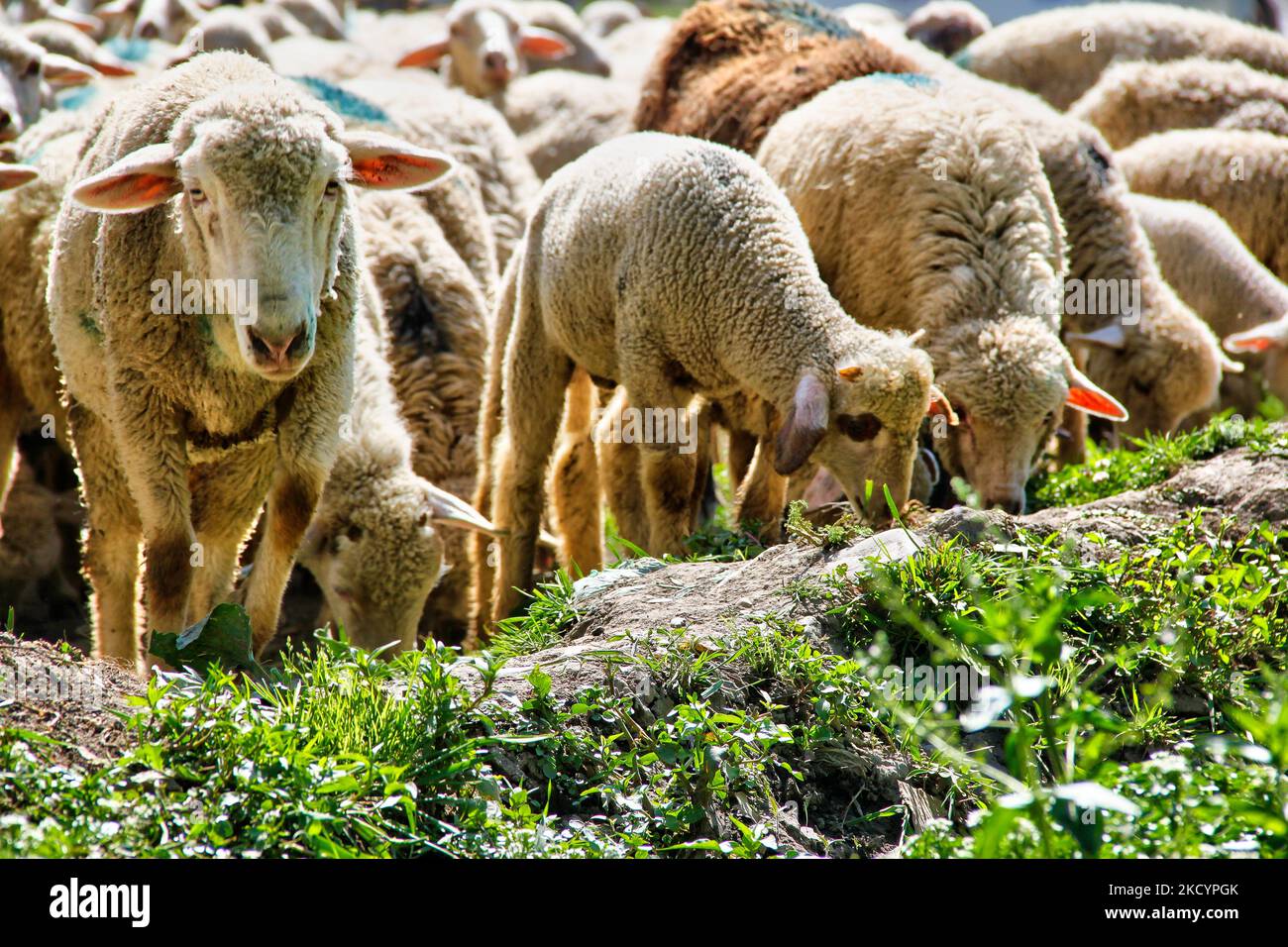 Shepherd leads a large flock of sheep through a remote mountain valley ...