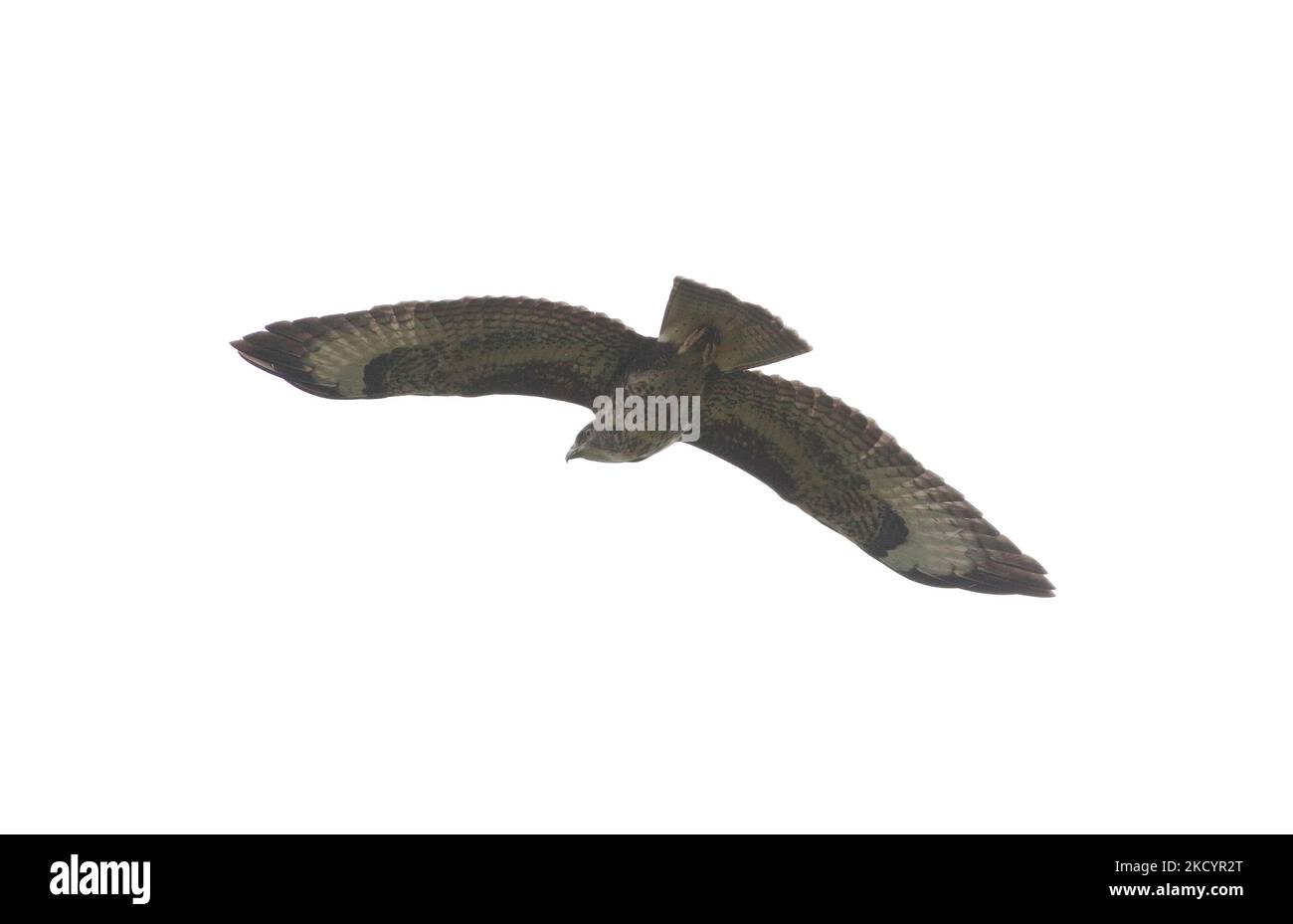 Photographing birds of prey in flight hi-res stock photography and ...