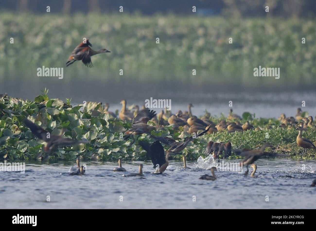 Migratory birds can be seen in Santragachi lake, Howrah, India, 05 ...