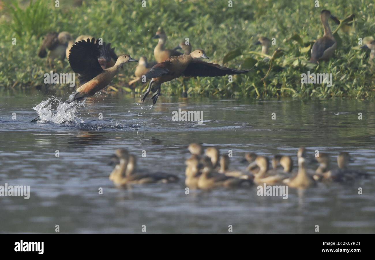 Migratory birds india january hi-res stock photography and images - Alamy