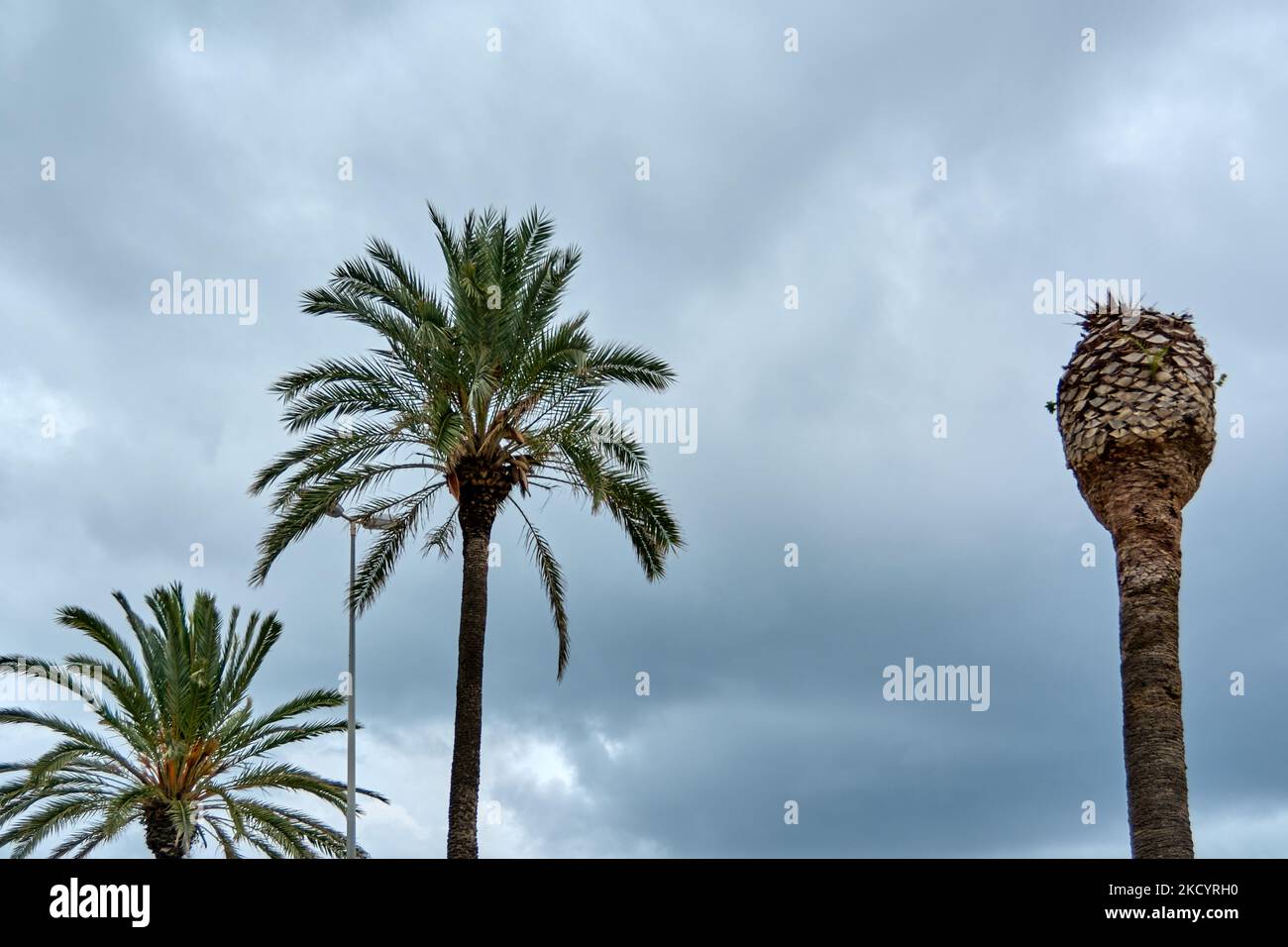 Mechanical Sanitation or Therapeutic Pruning of Palm Trees Stock Photo ...