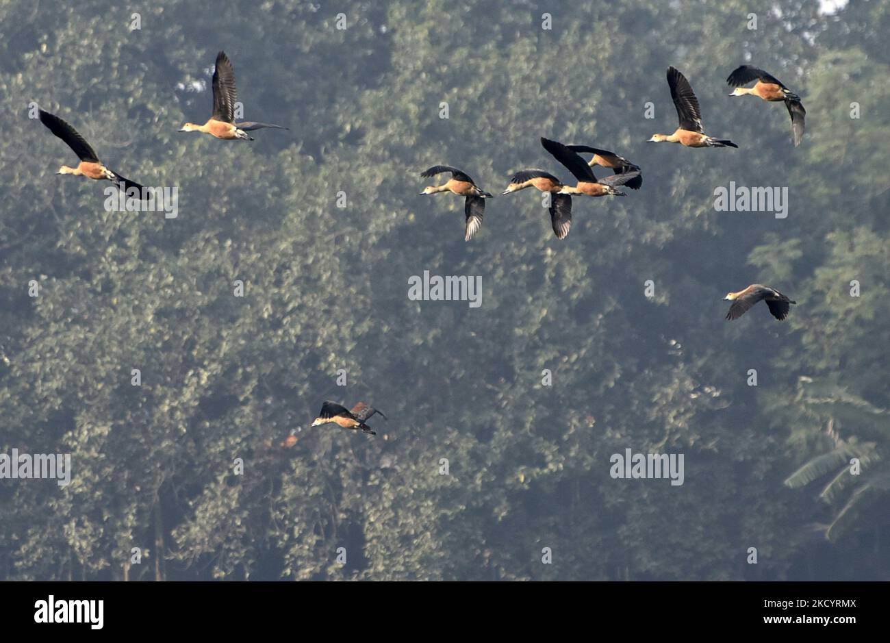 Migratory birds india january hi-res stock photography and images - Alamy