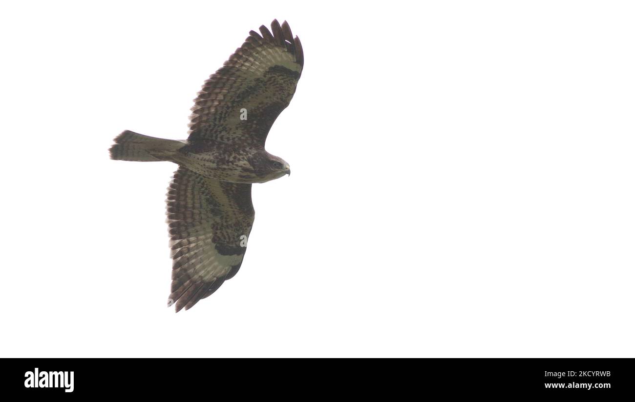 Uk common buzzard Cut Out Stock Images & Pictures - Alamy