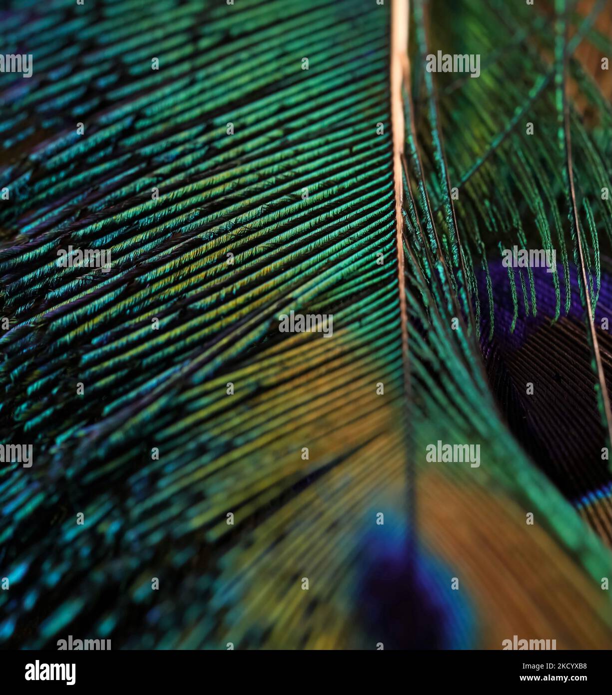 Green feather lines abstract design pattern texture background ...