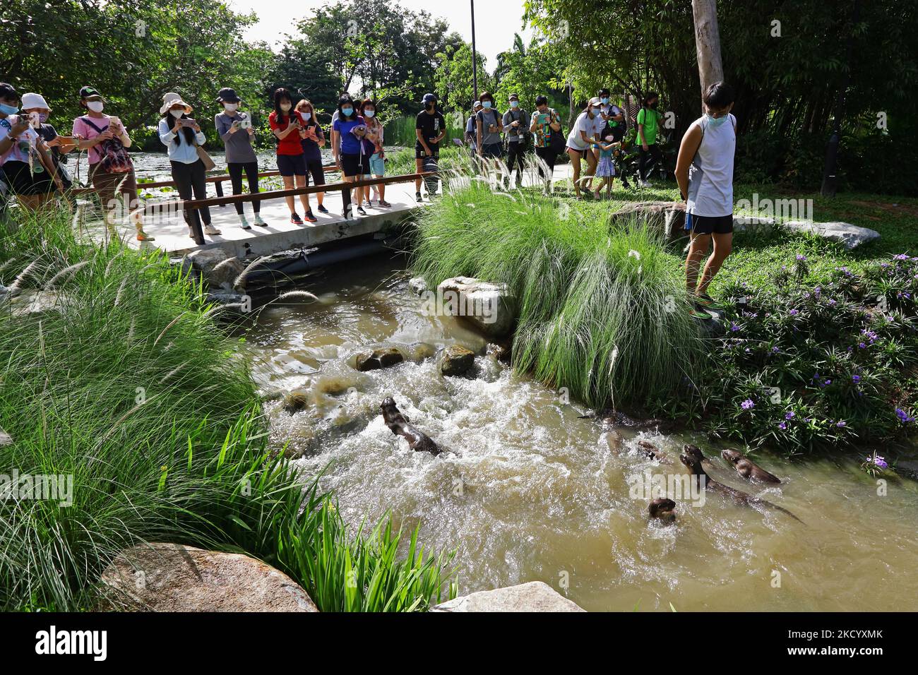 Park goers take pictures of a bevy of smooth coated otters swimming in ...