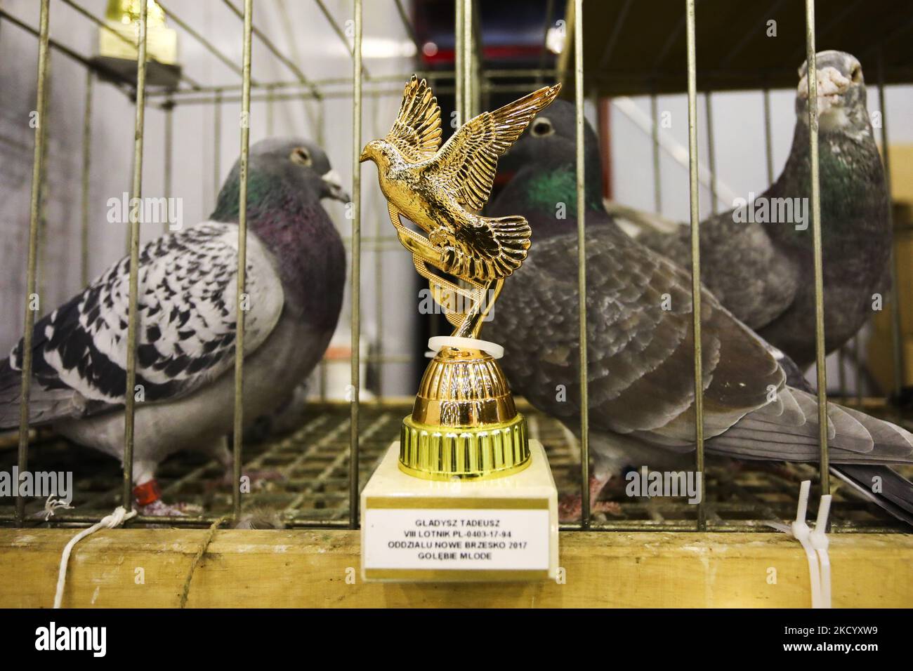 Racing pigeons expo pigeons hi-res stock photography and images - Alamy