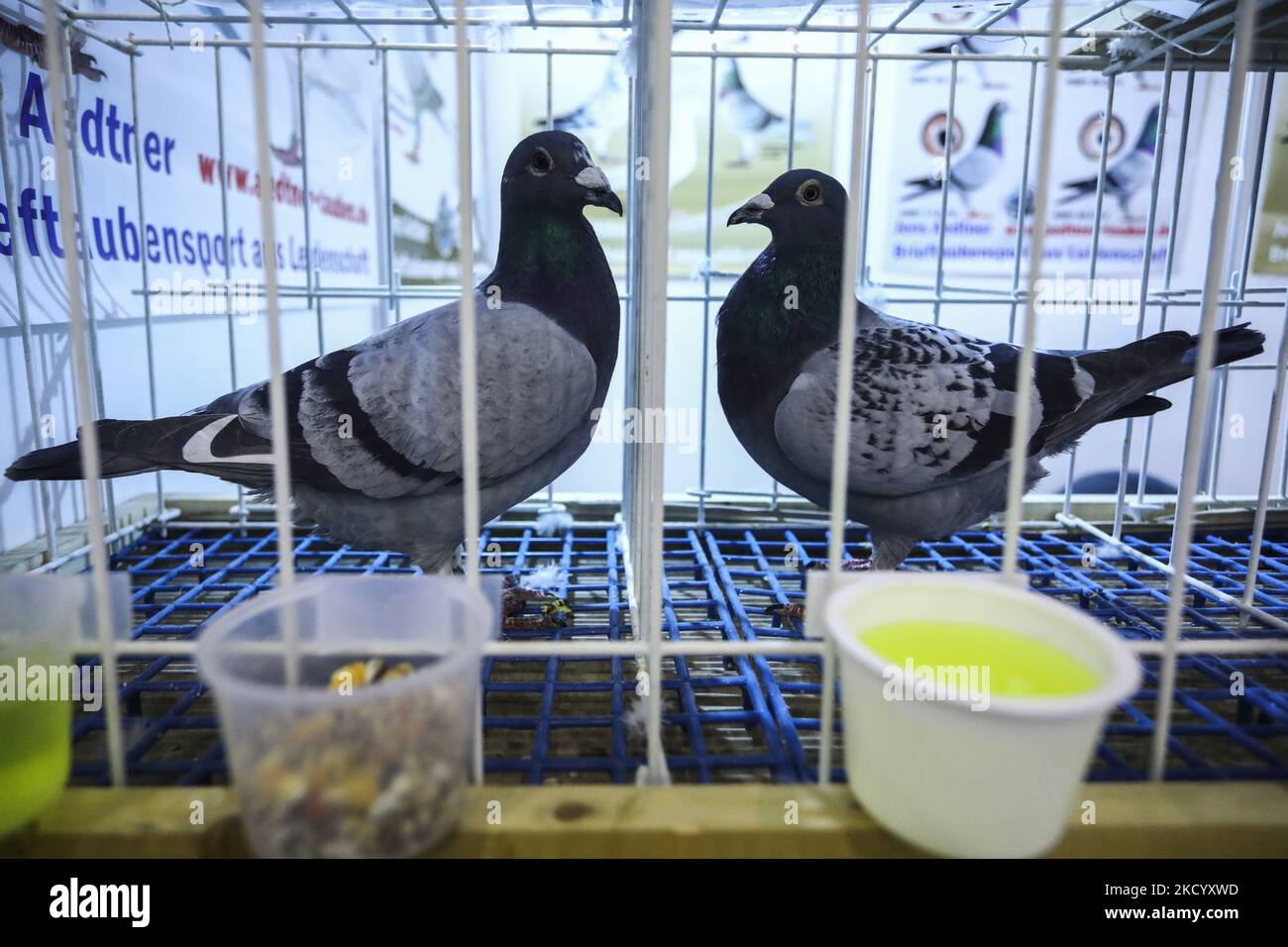 Polish pigeon breeders association hi-res stock photography and images ...