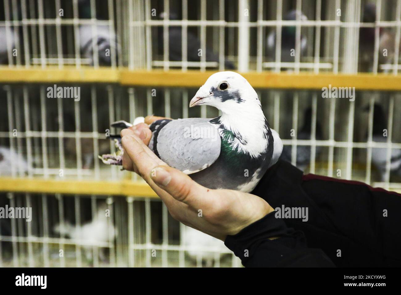 A visitor examines a pigeon during the 70th National Exhibition of ...