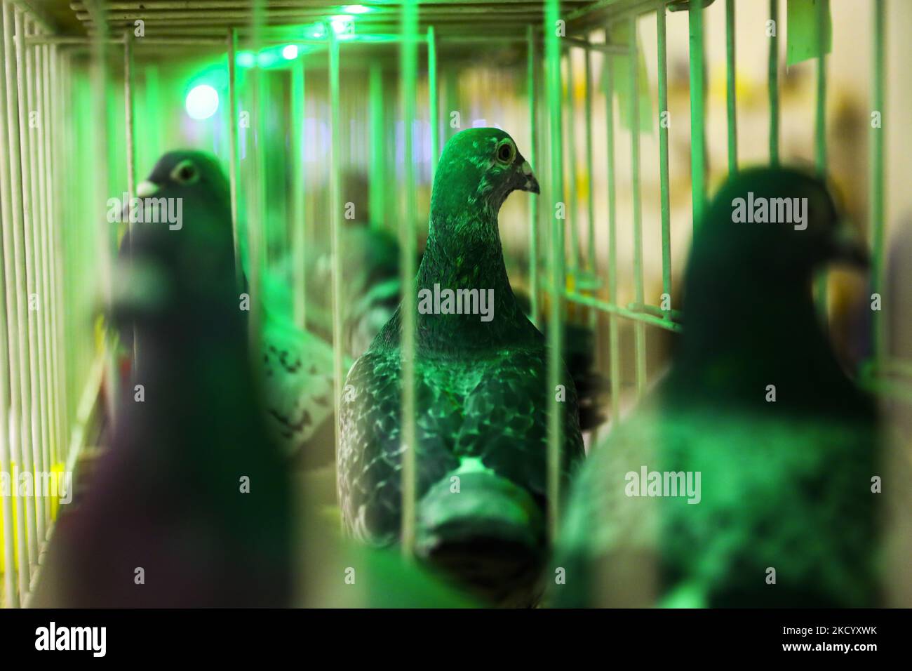 Racing pigeons expo pigeons hi-res stock photography and images - Alamy