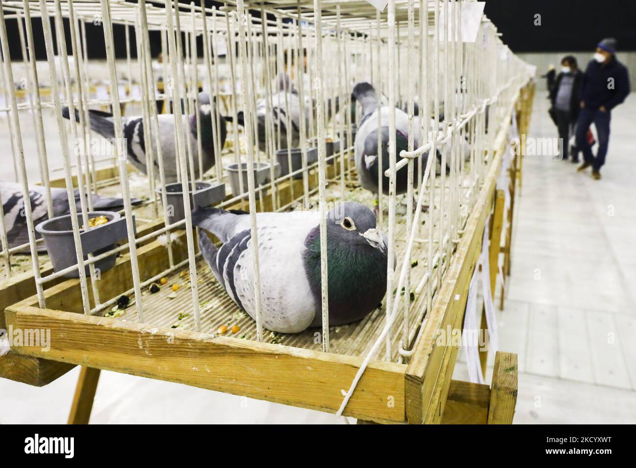 Racing pigeons expo pigeons hi-res stock photography and images - Alamy