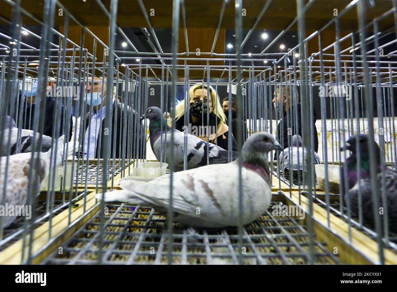 Racing pigeons expo pigeons hi-res stock photography and images - Alamy