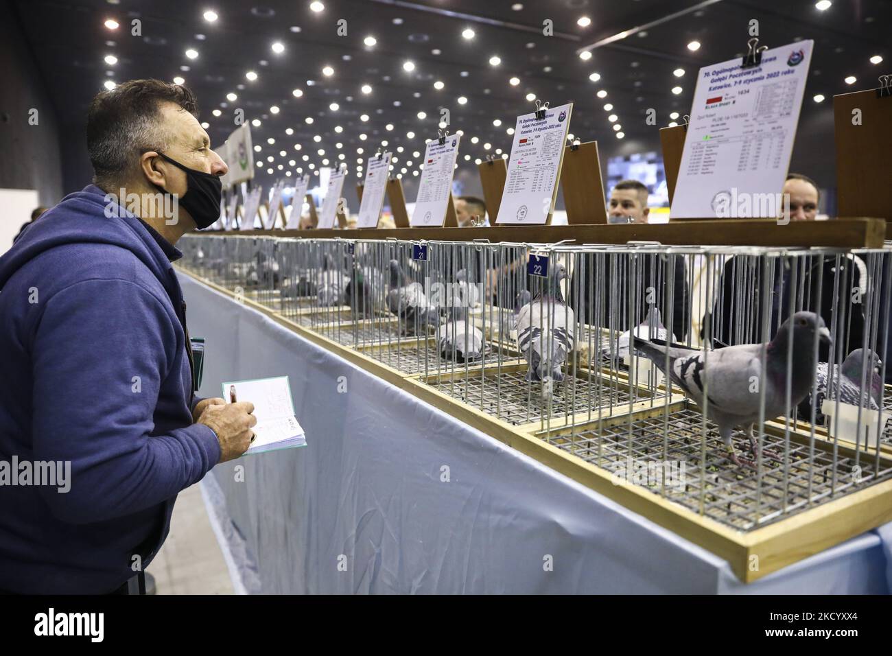 Racing pigeons expo pigeons hi-res stock photography and images - Alamy