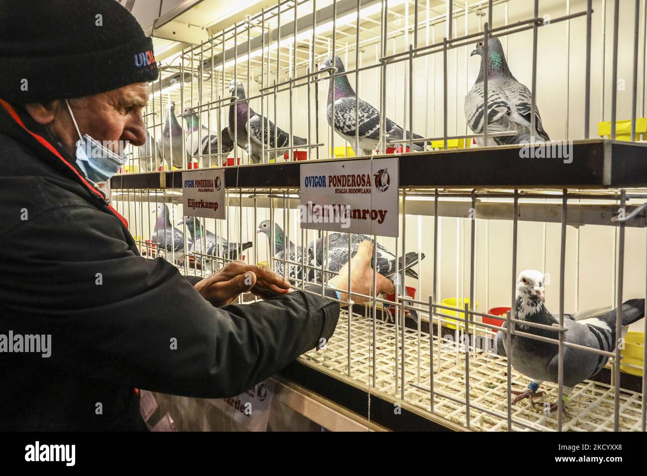 Racing pigeons expo pigeons hi-res stock photography and images - Alamy