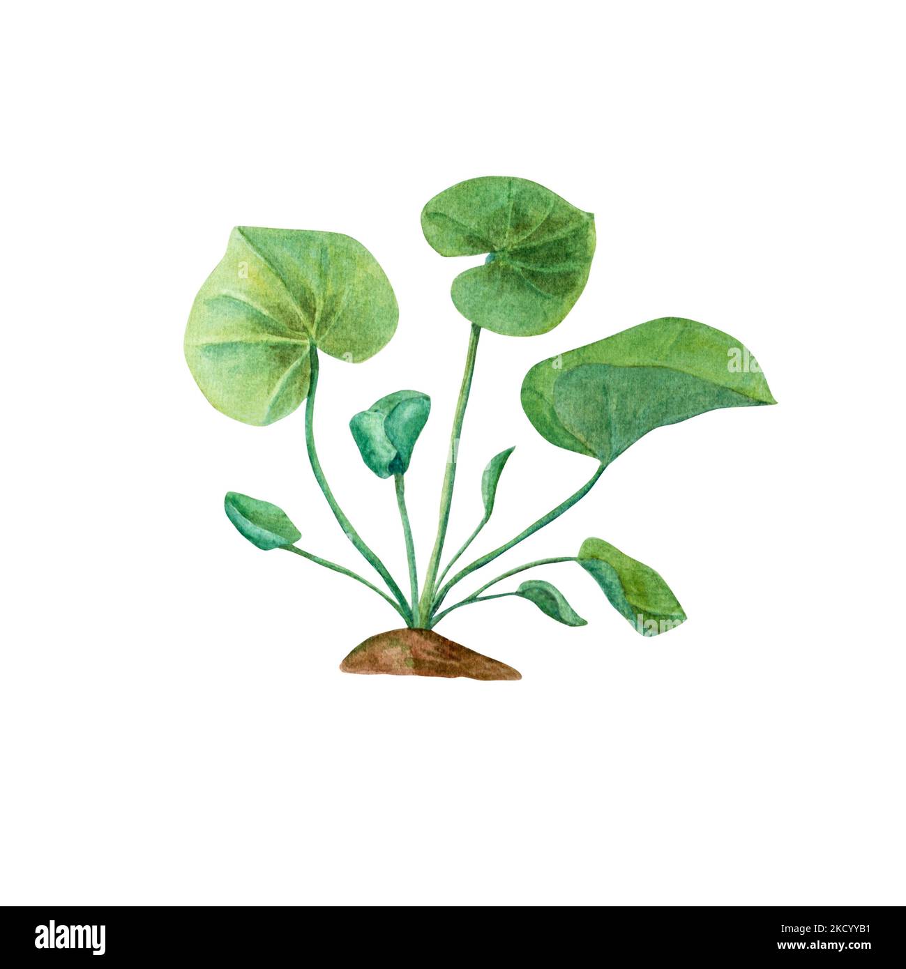 Watercolor illustration of marine flora. Hand painted underwater floral ...