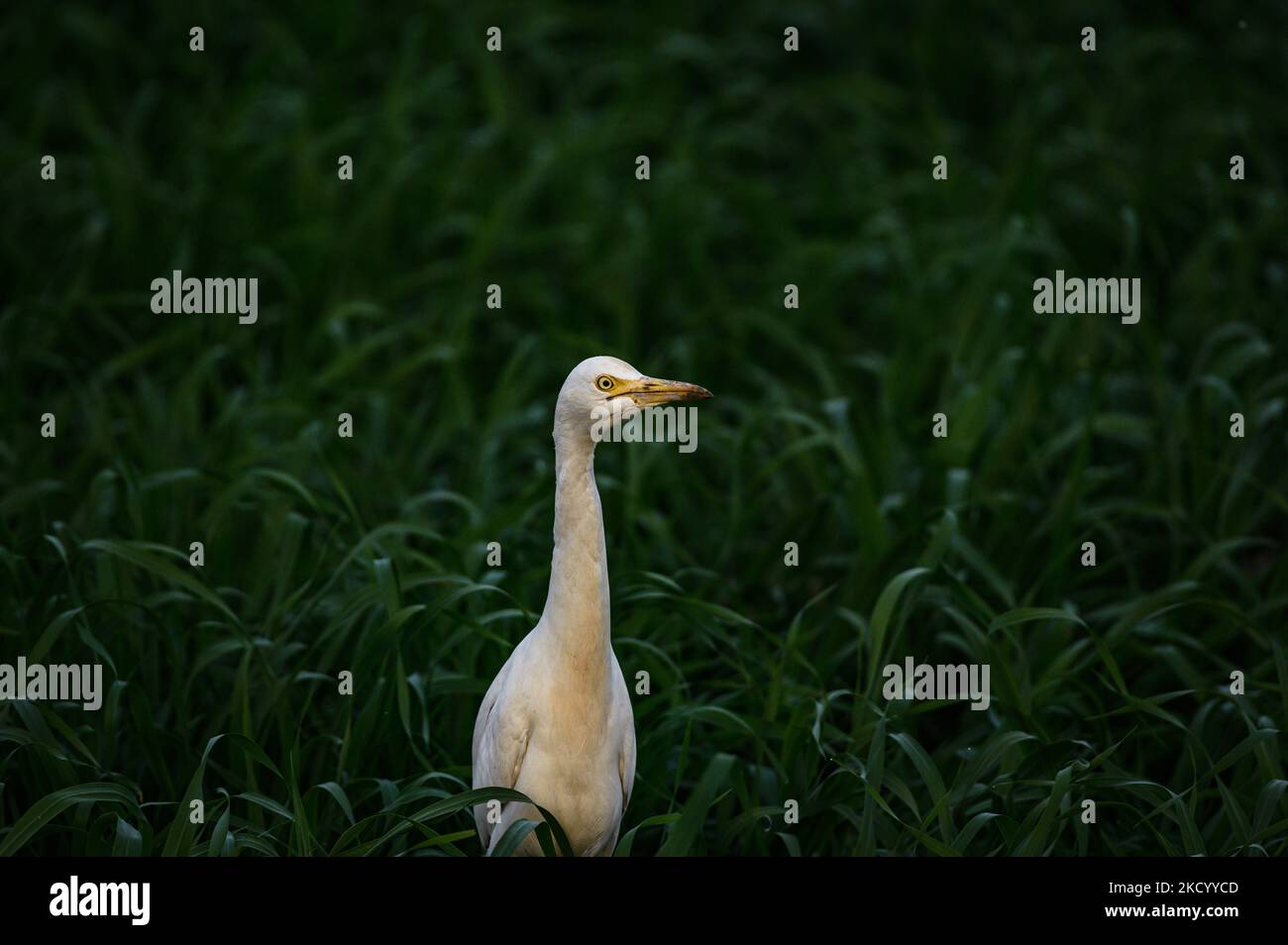 Jangi river hi-res stock photography and images - Alamy